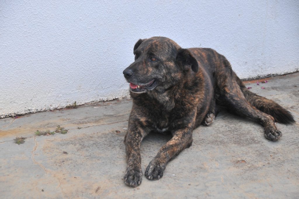 Deputado Cobra Repórter apresenta projeto que concede Título de ...